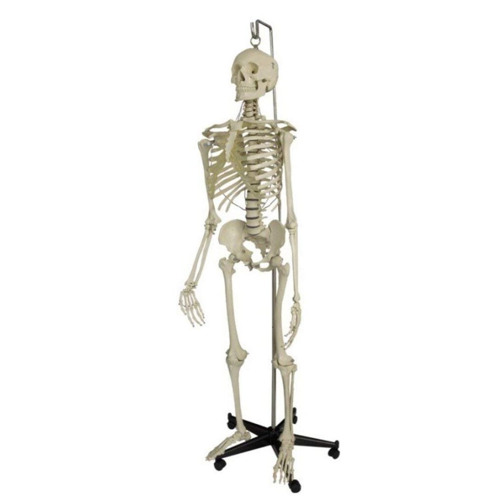 3 Feet Human Skeleton - Advance Science & Technology Zone